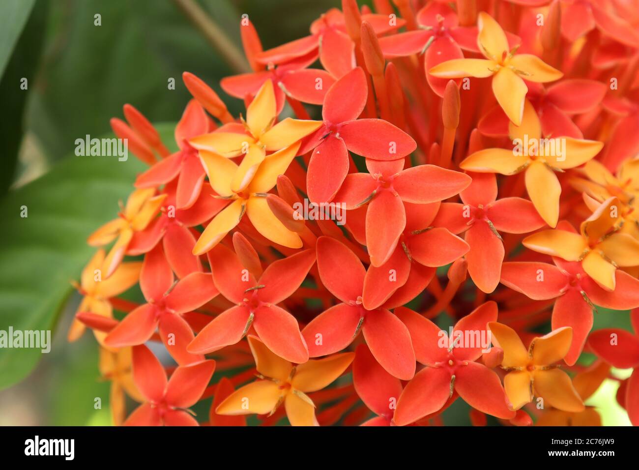 Jamanthi flower hi-res stock photography and images - Alamy