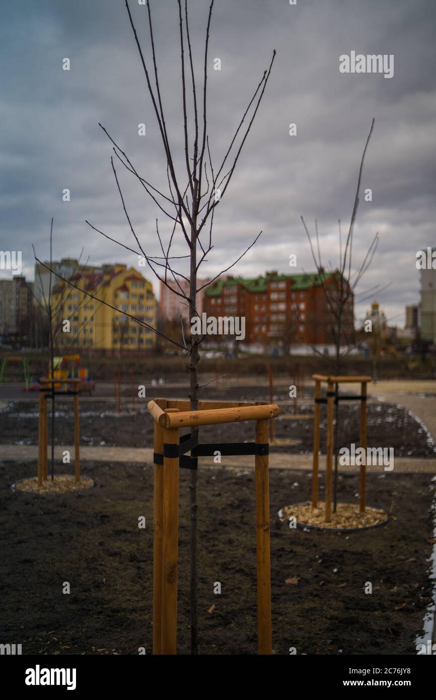 Young Tree Tied. Newly planted trees, with three stakes for support. a ...
