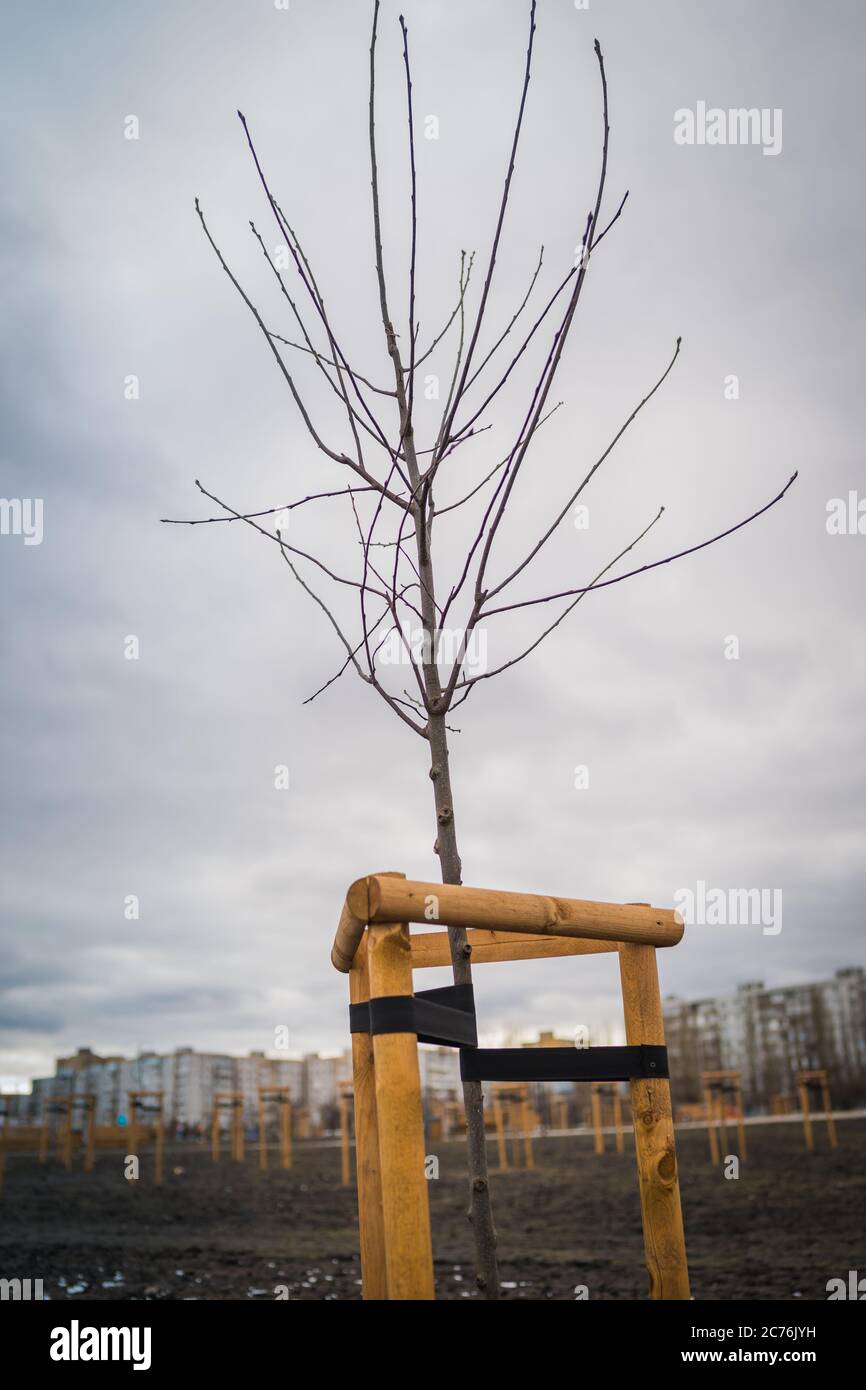 Young Tree Tied. Newly planted trees, with three stakes for support. a ...