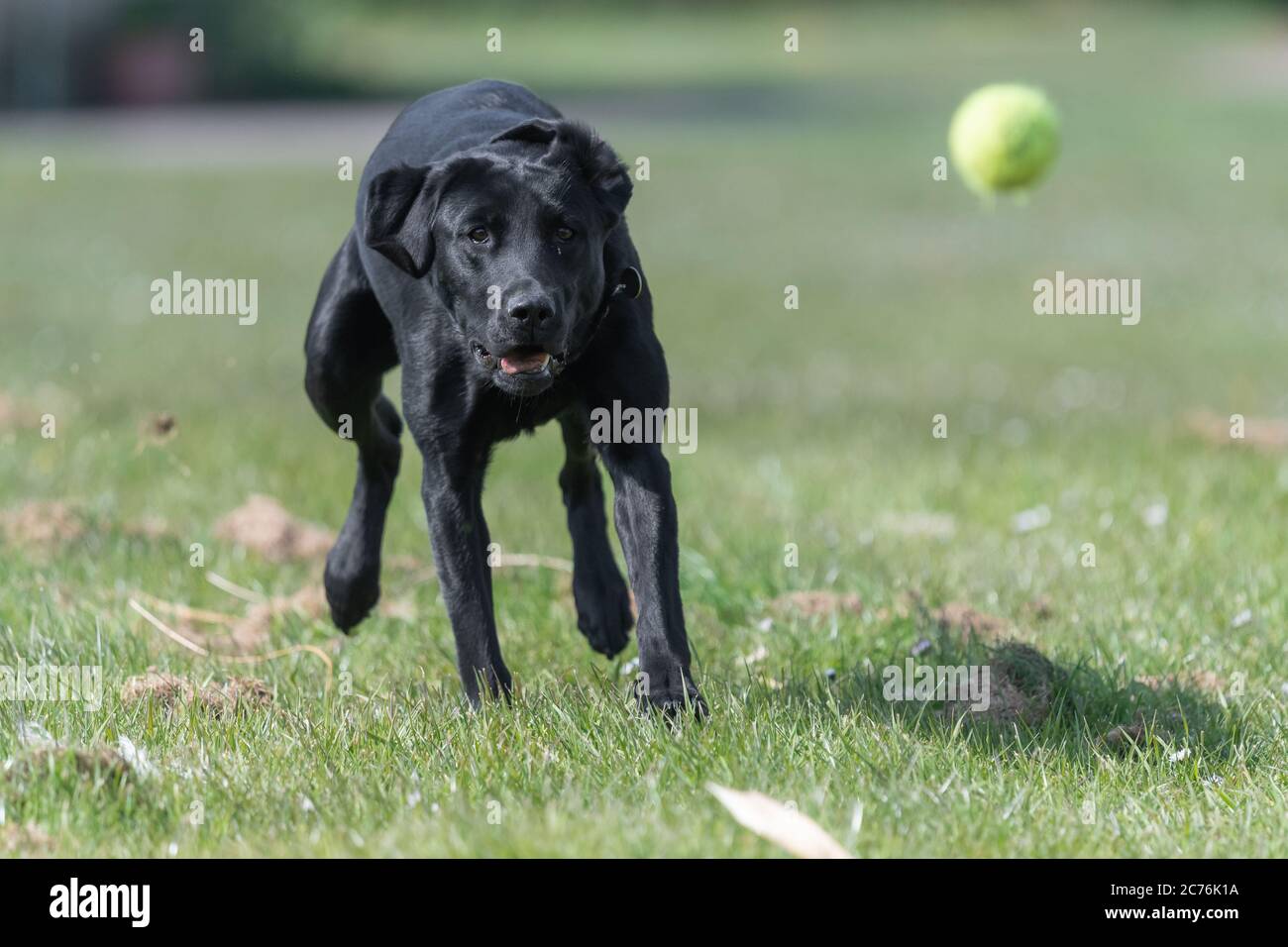 Close up of a black Labrador puppy chasing a tenis ball in mid air ...