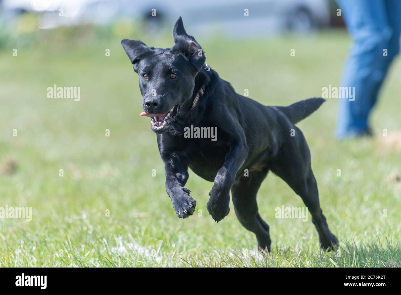 Labrador puppy running hi-res stock photography and images - Alamy