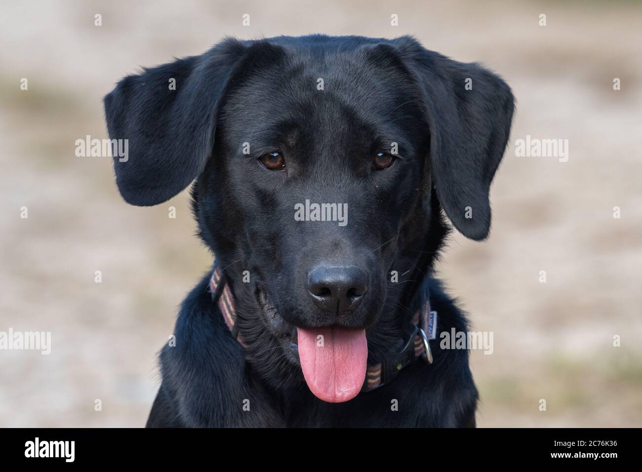 Head shot of a cute black labrador puppy Stock Photo - Alamy