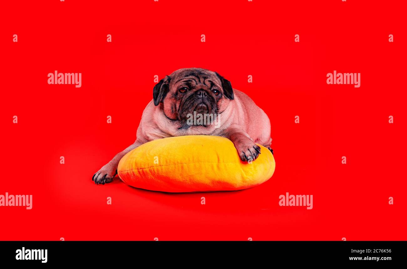 Fat pug hi-res stock photography and images - Alamy