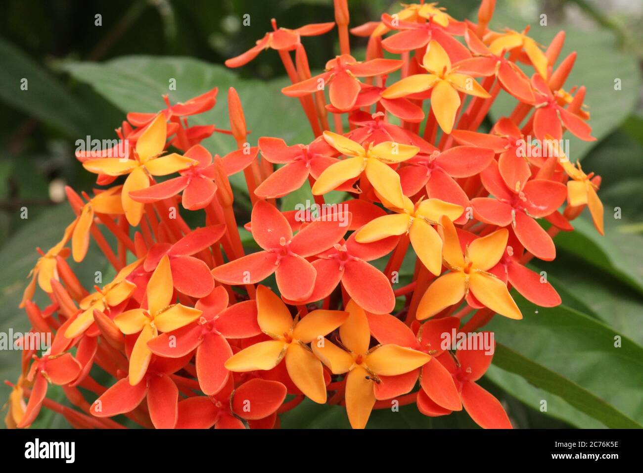 Jamanthi flower hi-res stock photography and images - Alamy