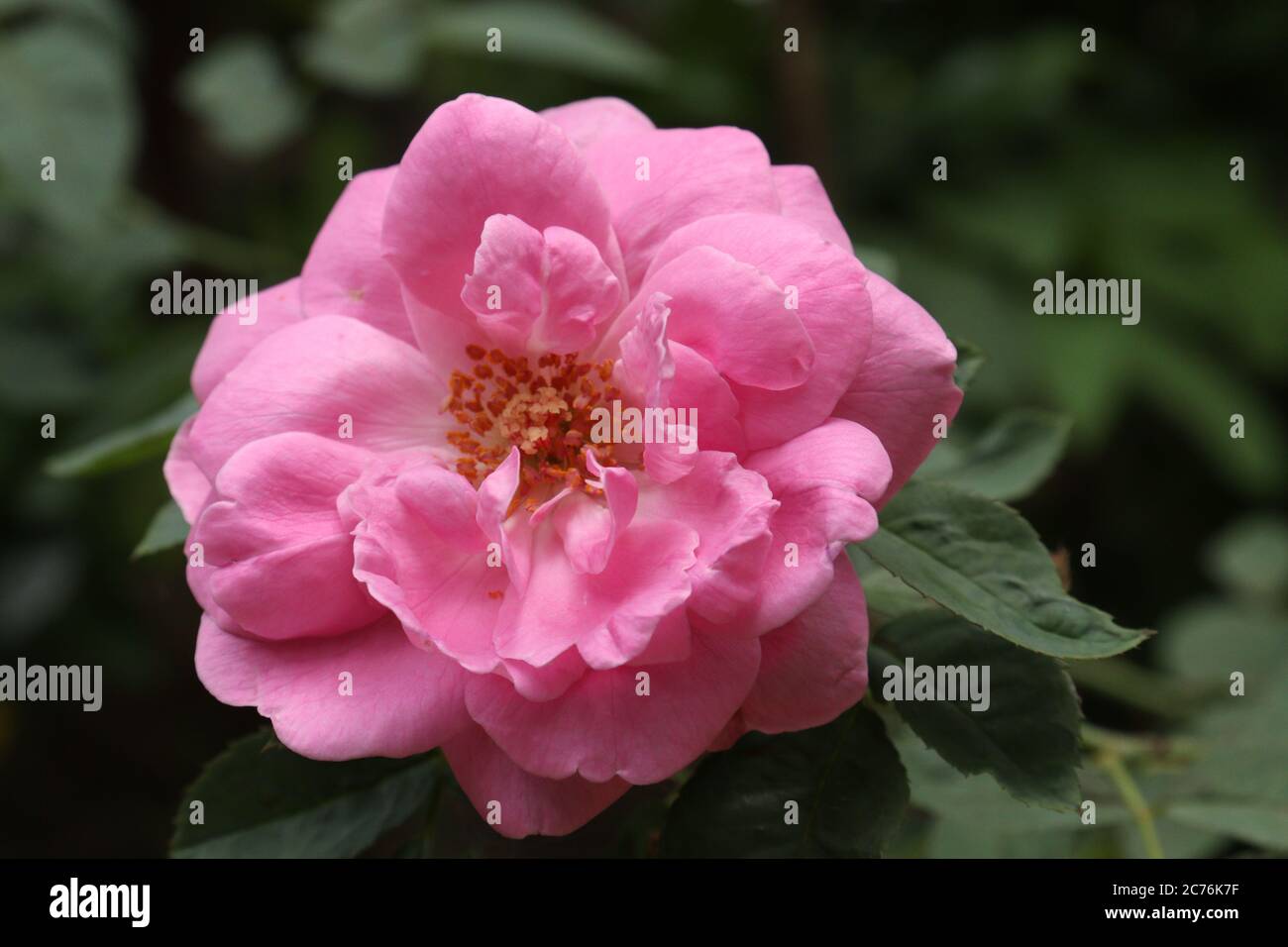 Kerala roses hi-res stock photography and images - Alamy