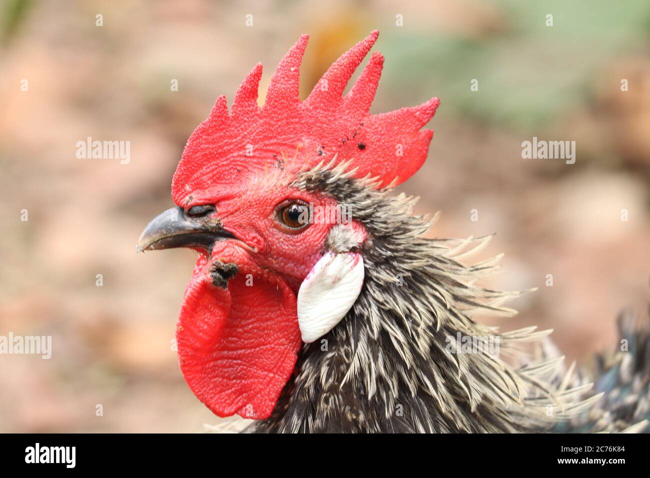 rooster on the farm Stock Photo - Alamy