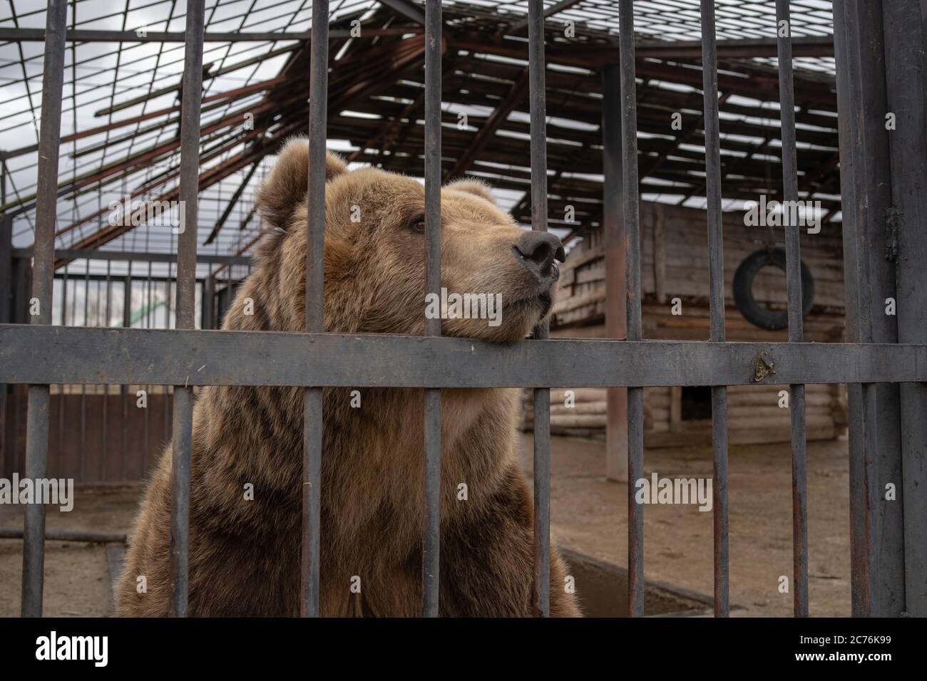Brown bear behind bars in zoo cage. Big upset brown bear in capture of ...