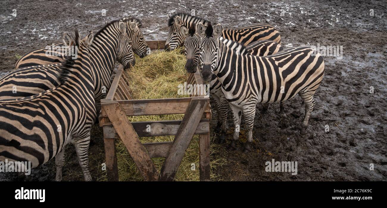 Zebra in zoo enclosure hi-res stock photography and images - Alamy