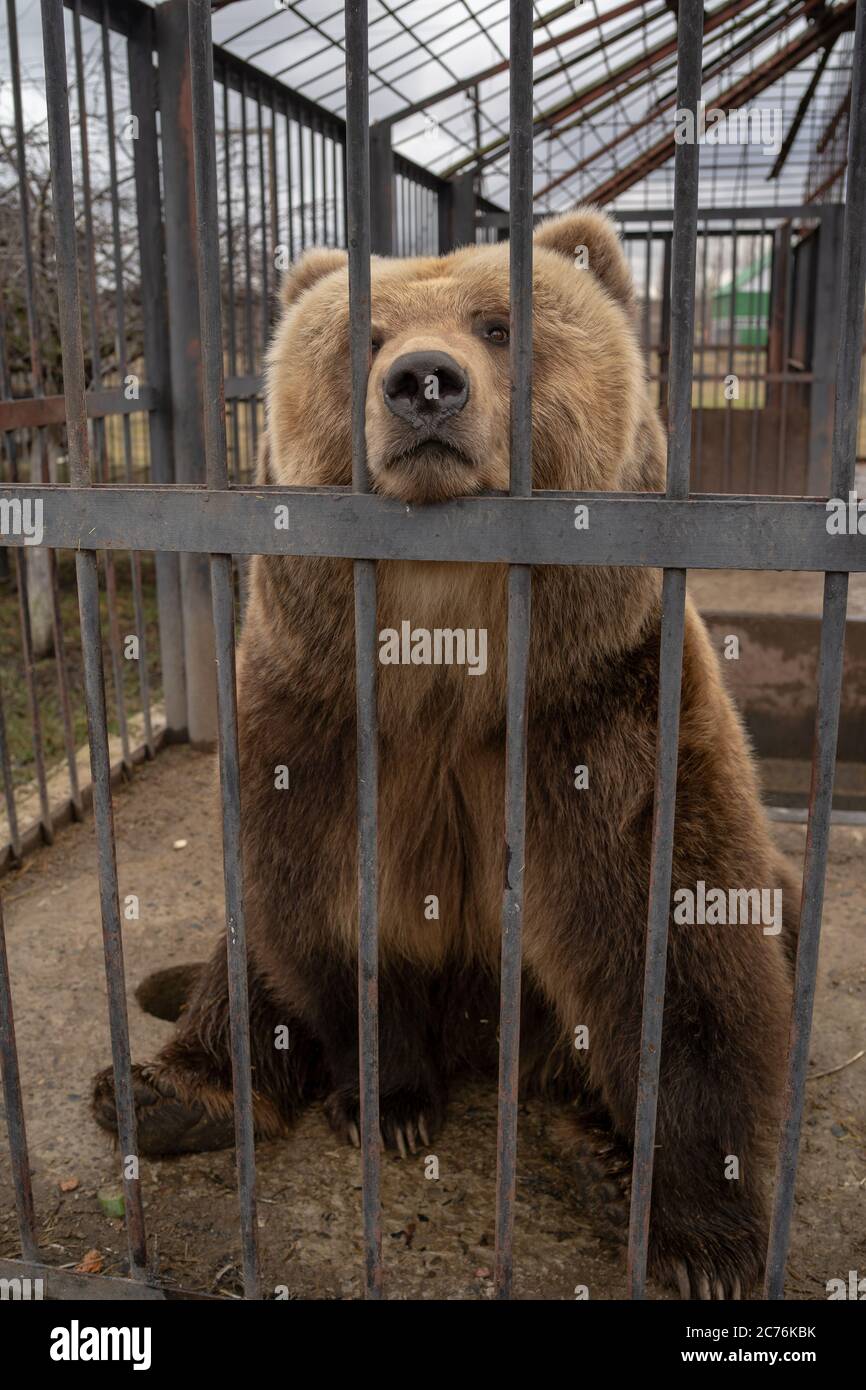 Brown bear behind bars in zoo cage. Big upset brown bear in capture of ...