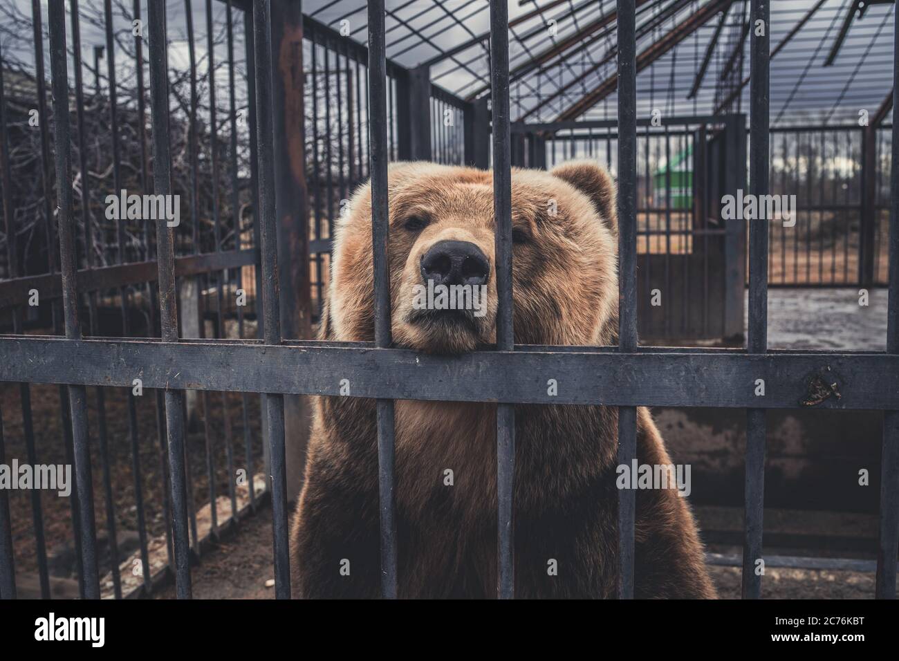 Brown bear behind bars in zoo cage. Big upset brown bear in capture of ...