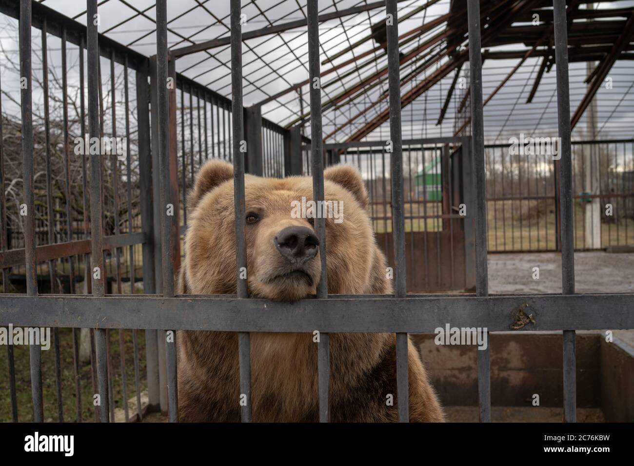 Brown bear behind bars in zoo cage. Big upset brown bear in capture of ...