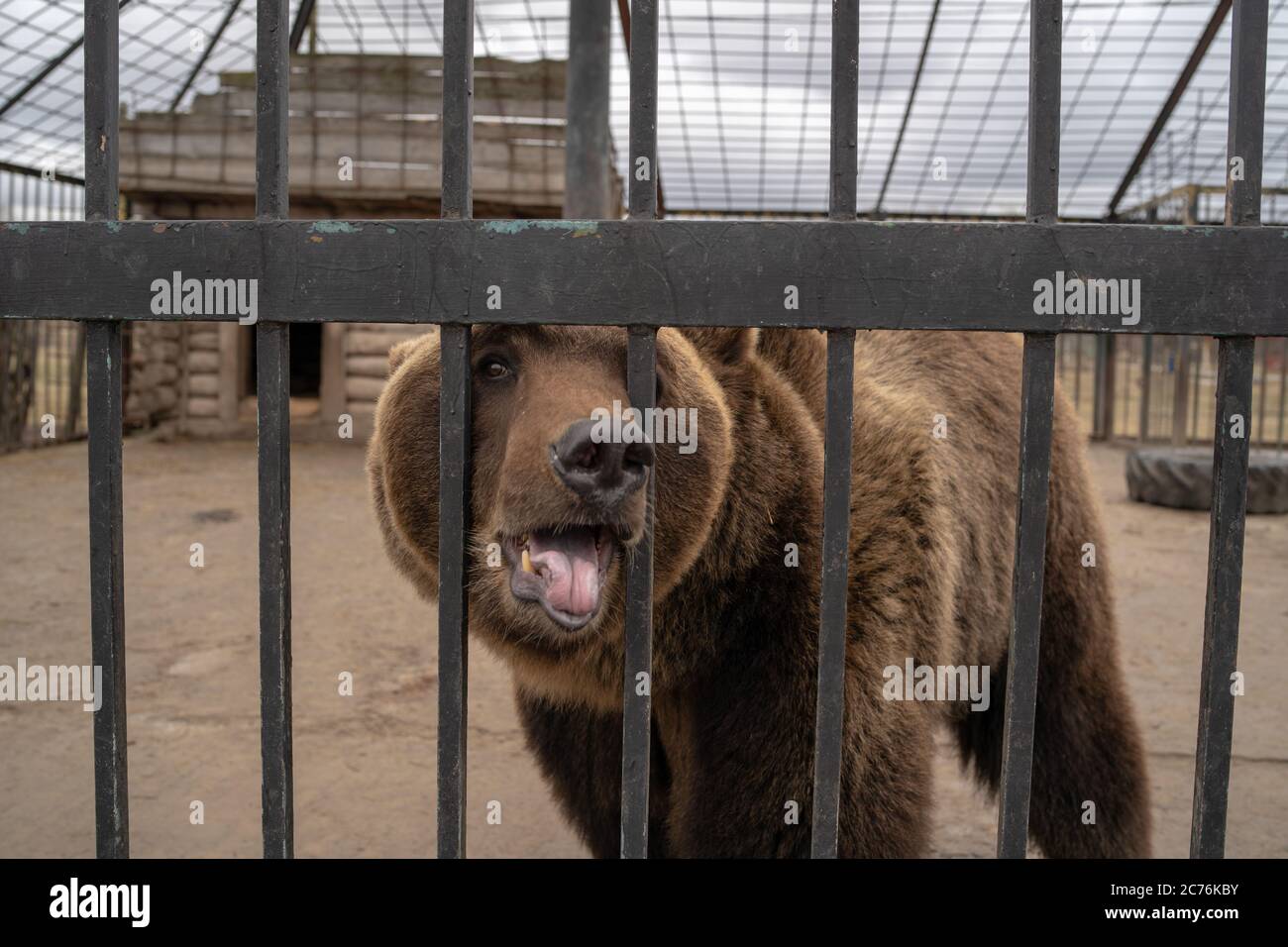 Close up of funny brown bear behind bars in zoo cage. Big amusing brown ...