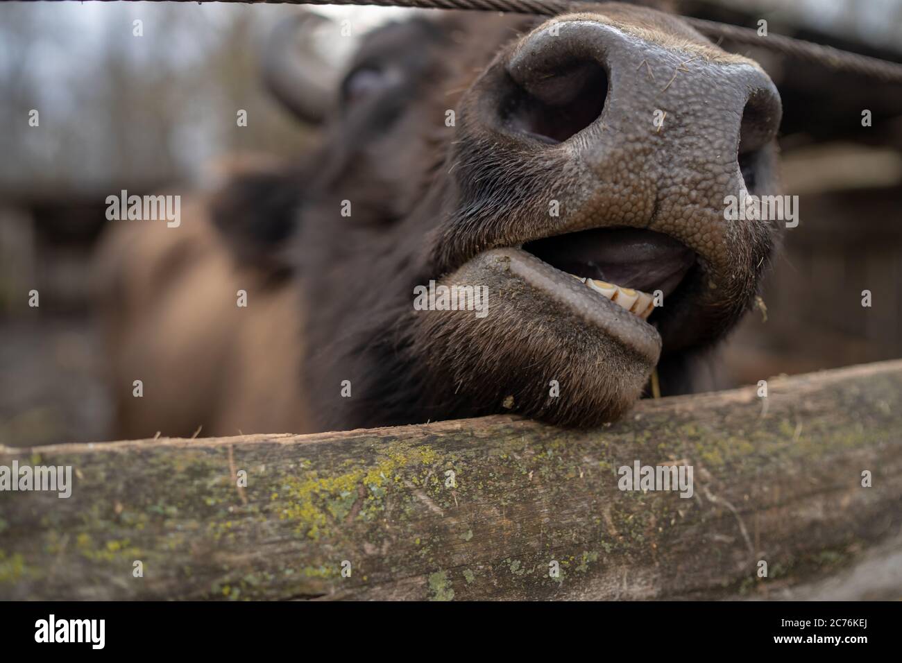 Buffalo teeth hi-res stock photography and images - Alamy