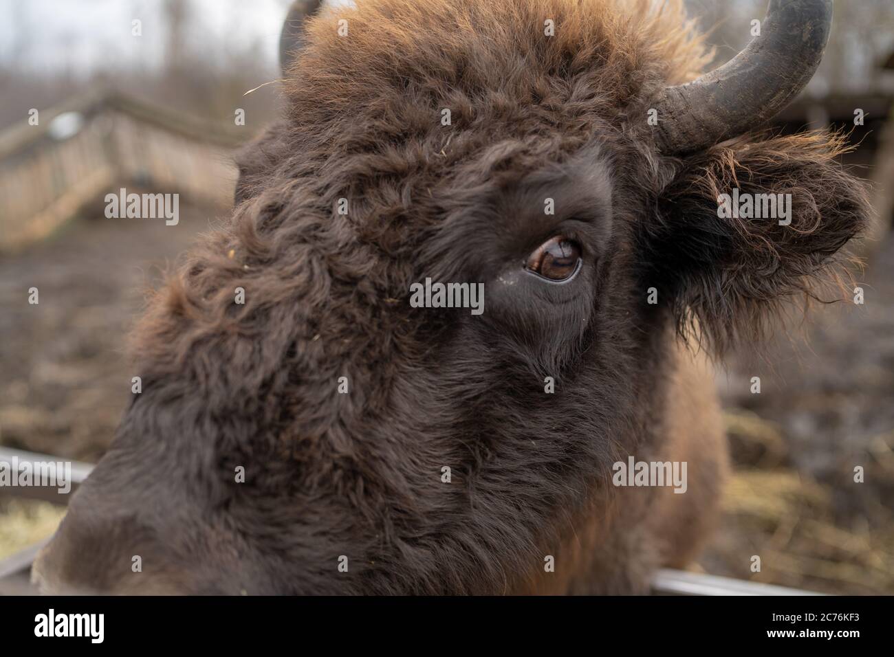 Ox muzzle hi-res stock photography and images - Alamy