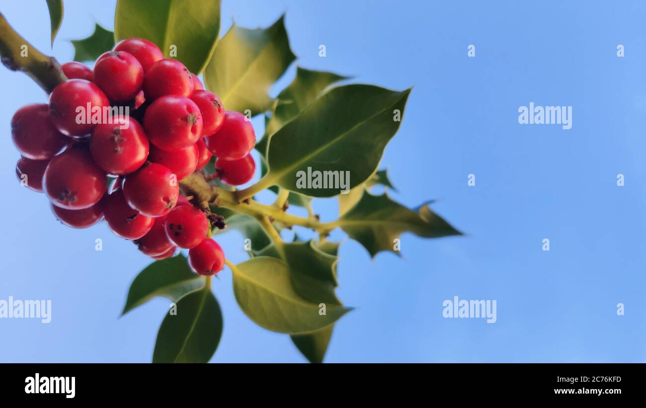Holly bush with red berries. Symbol of Christmas in Europe. Closeup of ...