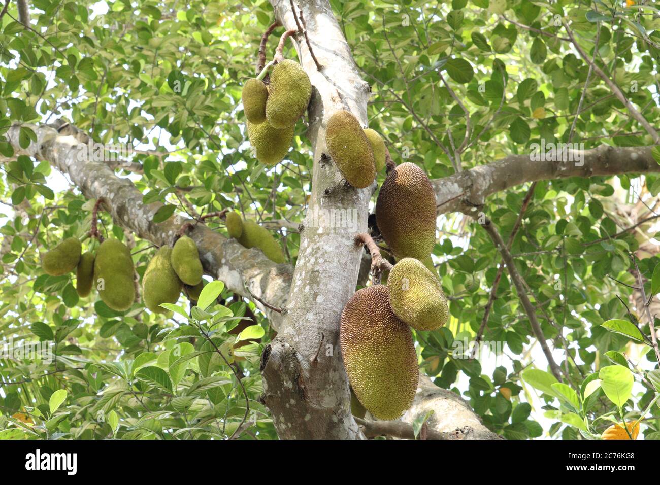 Jackfruit foods hi-res stock photography and images - Alamy