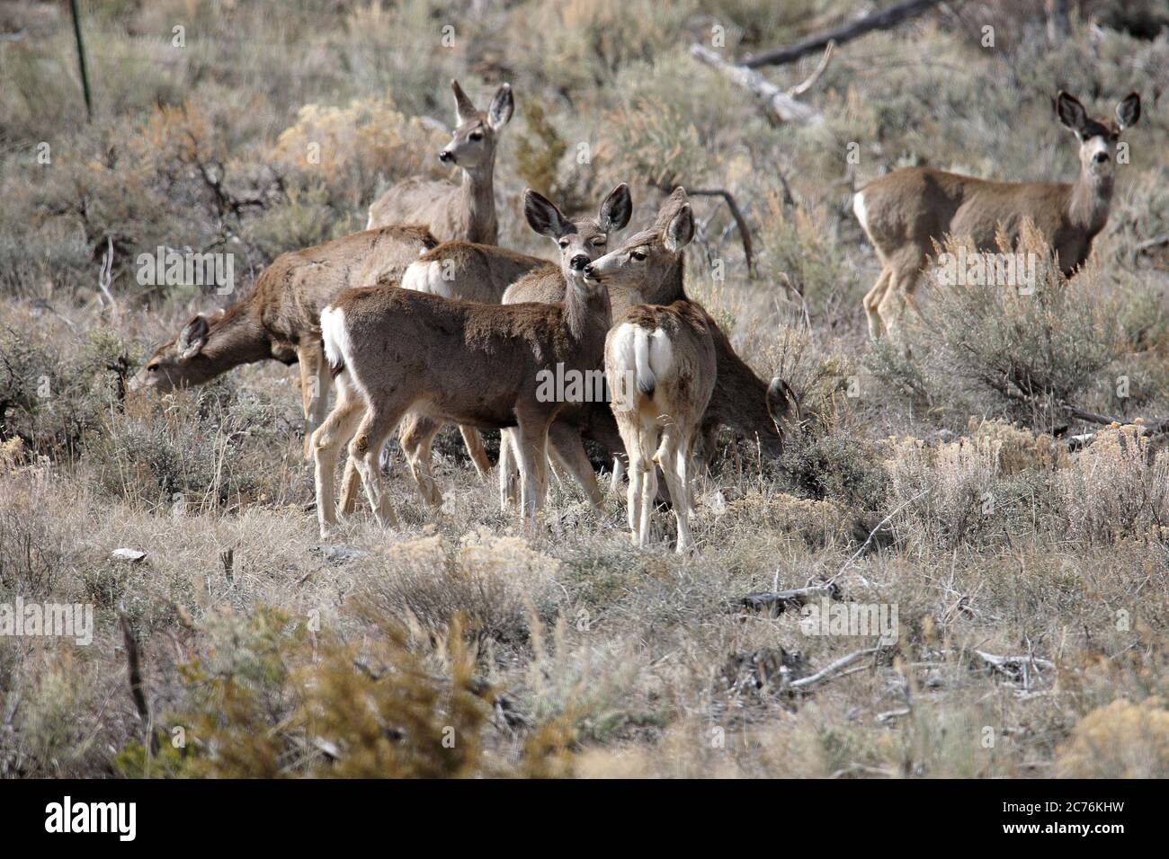 Mule deer group hi-res stock photography and images - Alamy