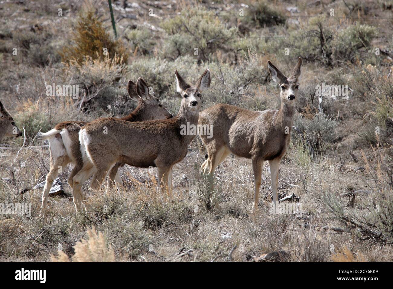 Mule deer group hi-res stock photography and images - Alamy