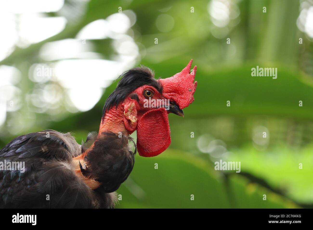 Big red rooster hi-res stock photography and images - Alamy