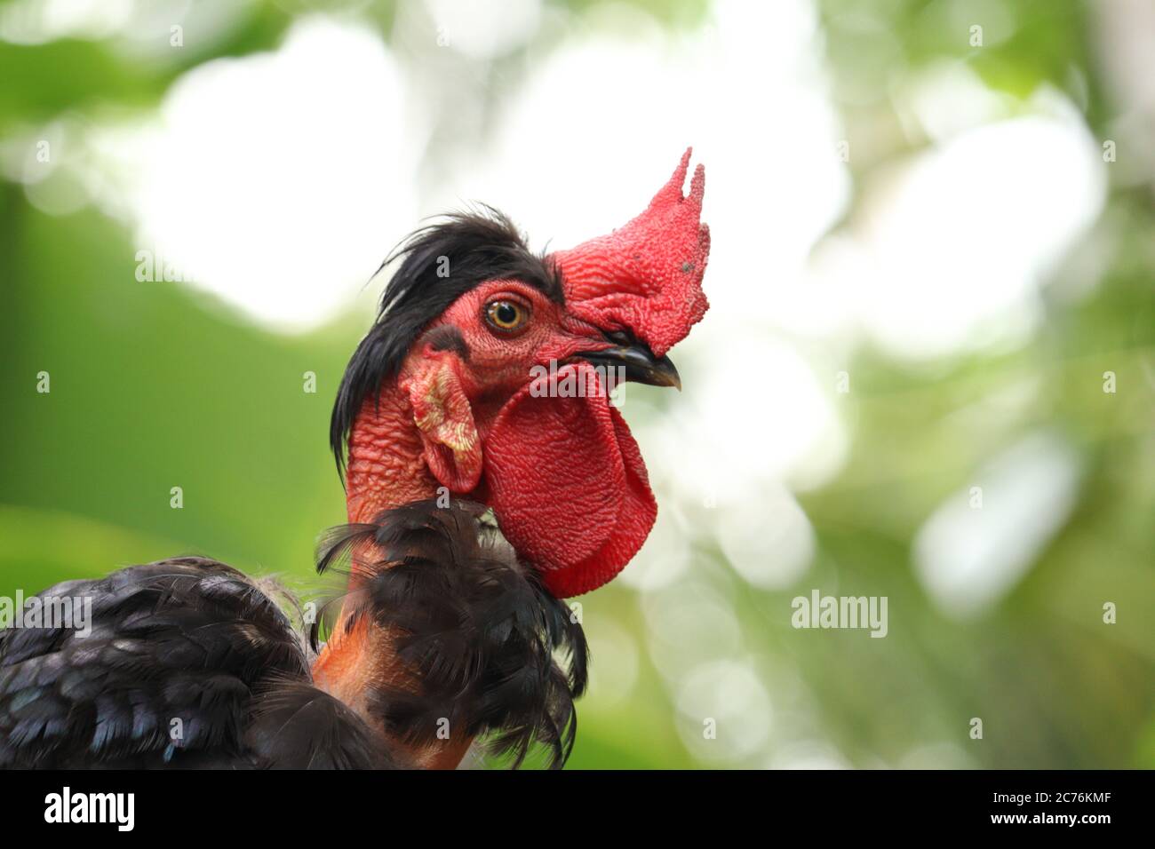 Big red rooster hi-res stock photography and images - Alamy