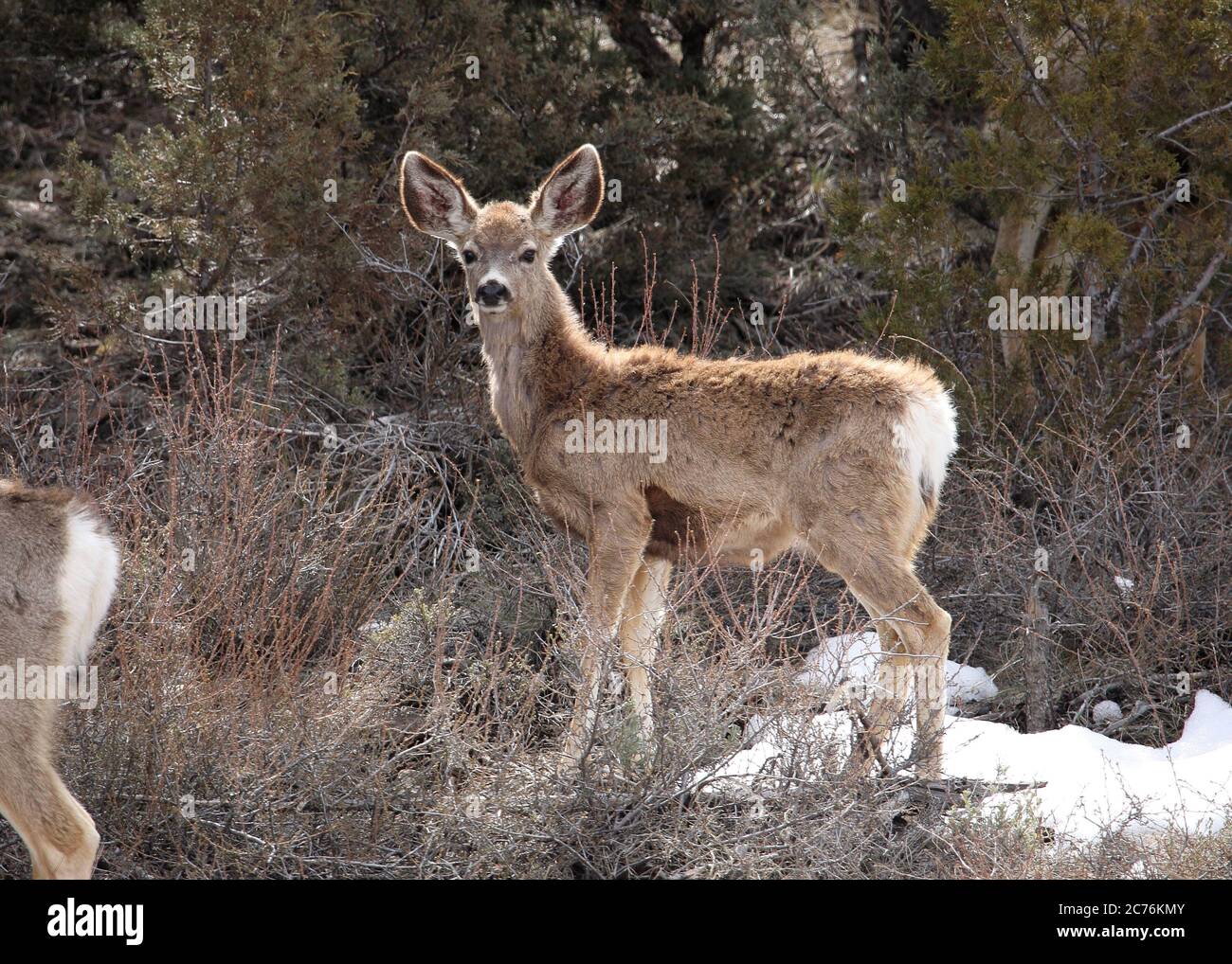 Baby mule deer hi-res stock photography and images - Alamy