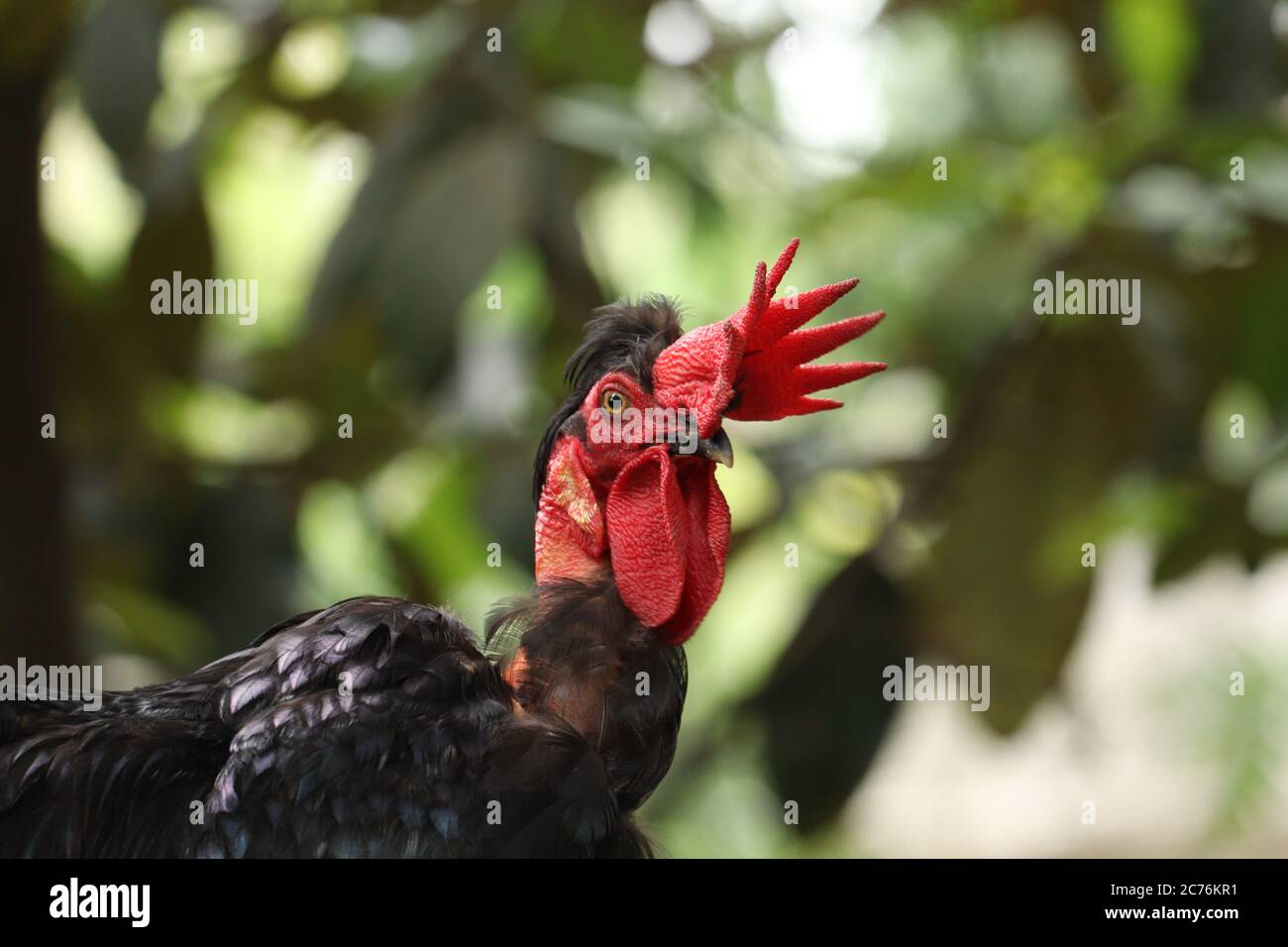 Big red rooster hi-res stock photography and images - Alamy