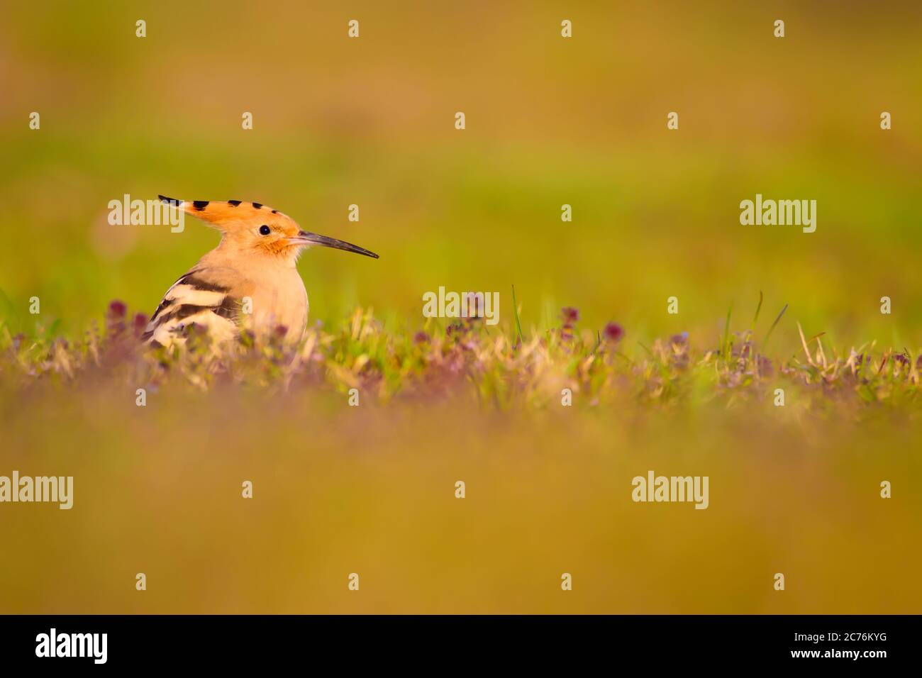 Cute bird Hoopoe. Green yellow nature background. Bird: Eurasian Hoopoe ...