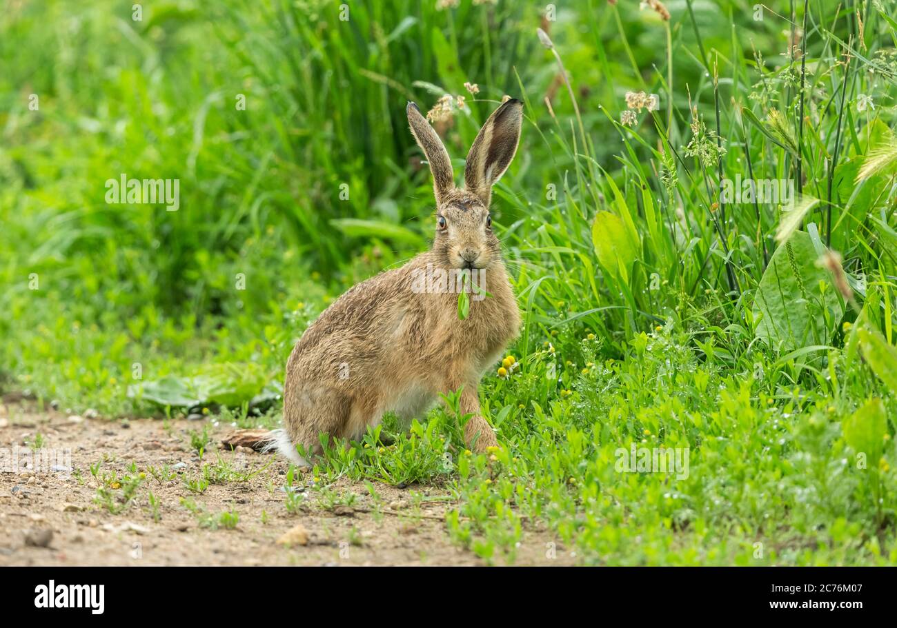 Hare (Scientific or Latin name: Lepus Europaeus).Wild, native European ...