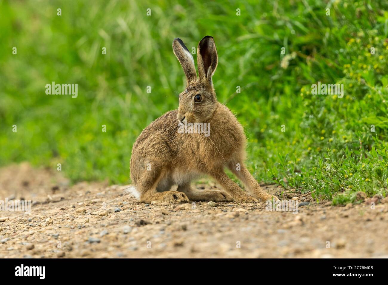 Hare uk hind legs hi-res stock photography and images - Alamy