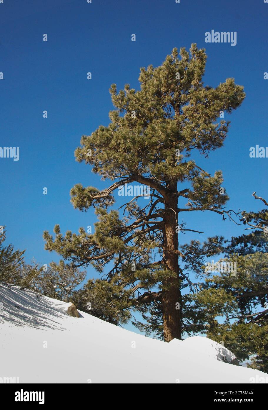 Tall spruce tree hi-res stock photography and images - Alamy