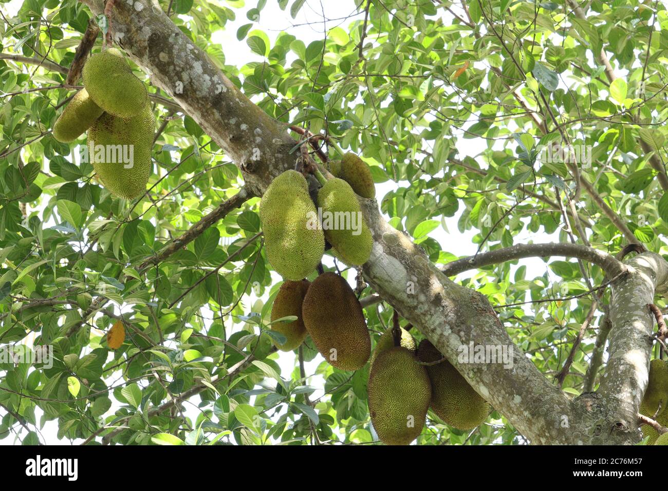 Jackfruit trees hi-res stock photography and images - Alamy