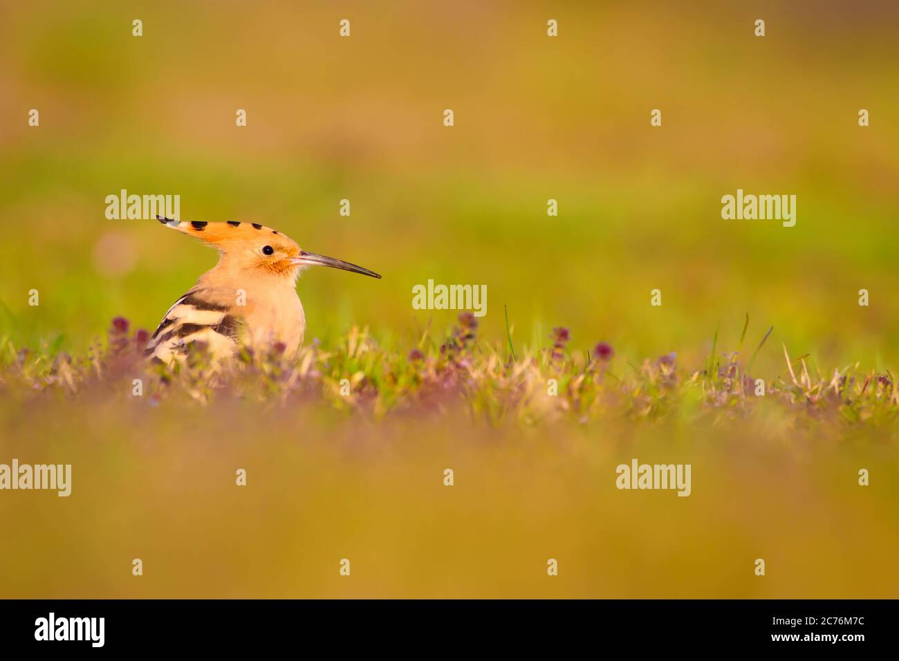 Cute bird Hoopoe. Green yellow nature background. Bird: Eurasian Hoopoe ...