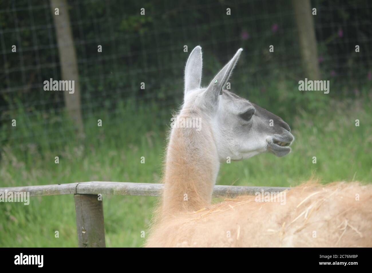 Guanaco - head and back shot Stock Photo - Alamy