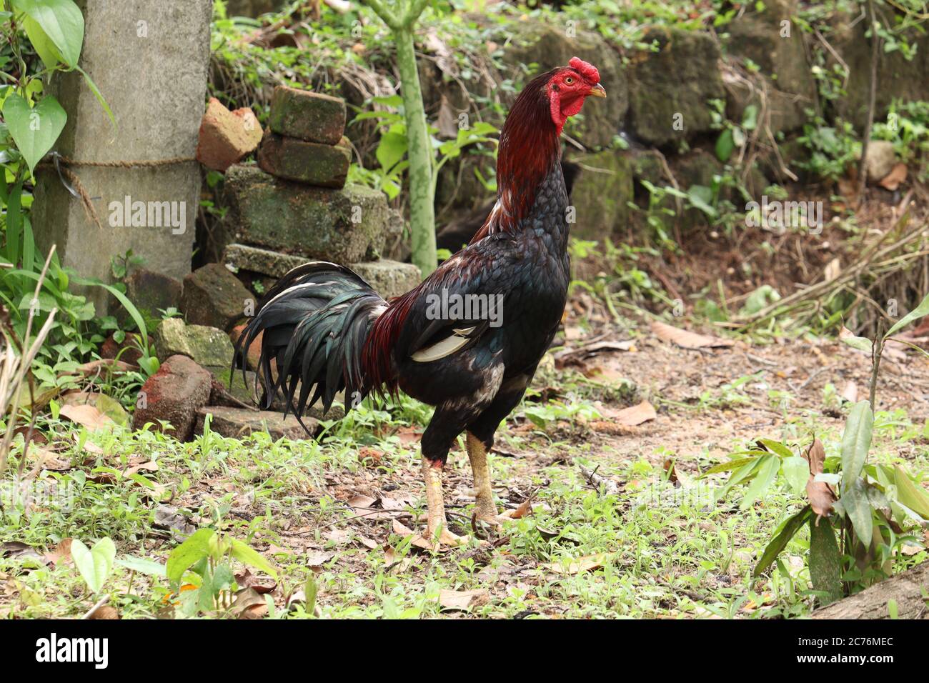 Big red rooster hi-res stock photography and images - Alamy