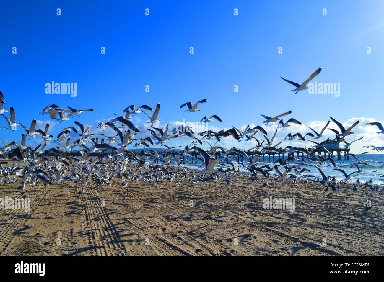 Many seagulls flying over the beach Stock Photo - Alamy