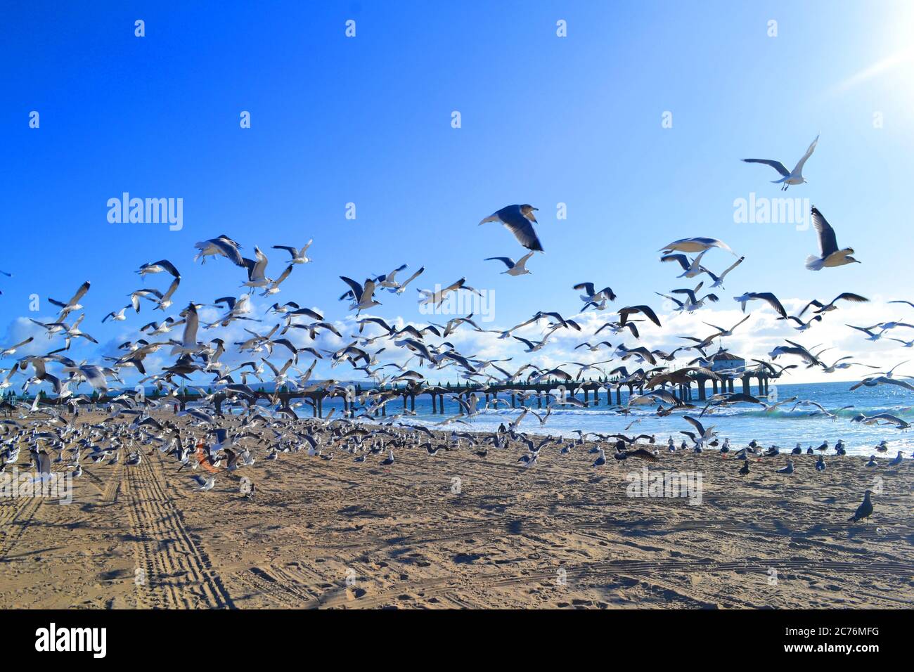 Many seagulls flying hi-res stock photography and images - Alamy