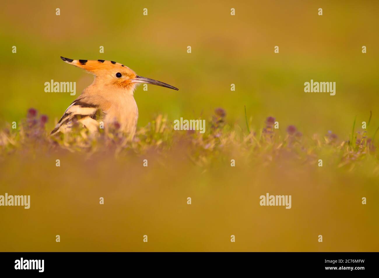 Cute bird Hoopoe. Green yellow nature background. Bird: Eurasian Hoopoe ...