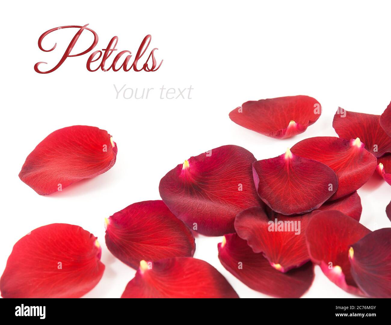 Beautiful red rose petals on a white background Stock Photo - Alamy