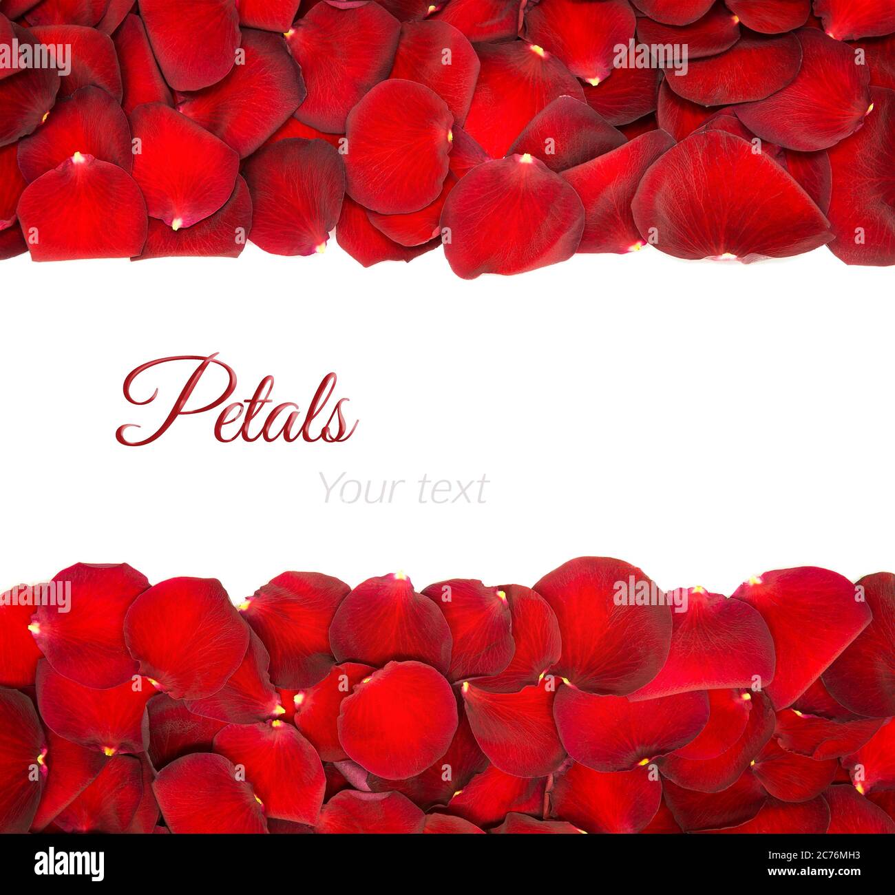 Beautiful red rose petals on a white background Stock Photo - Alamy