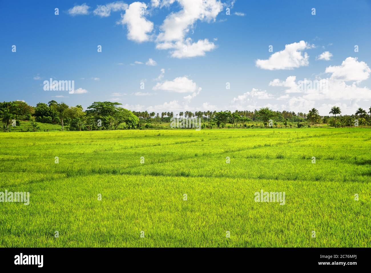 lush green grass field and blue sky Stock Photo - Alamy
