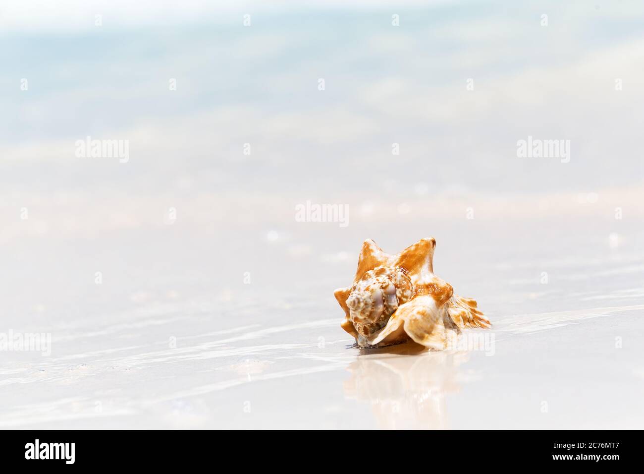Beautiful shell on beach hi-res stock photography and images - Alamy
