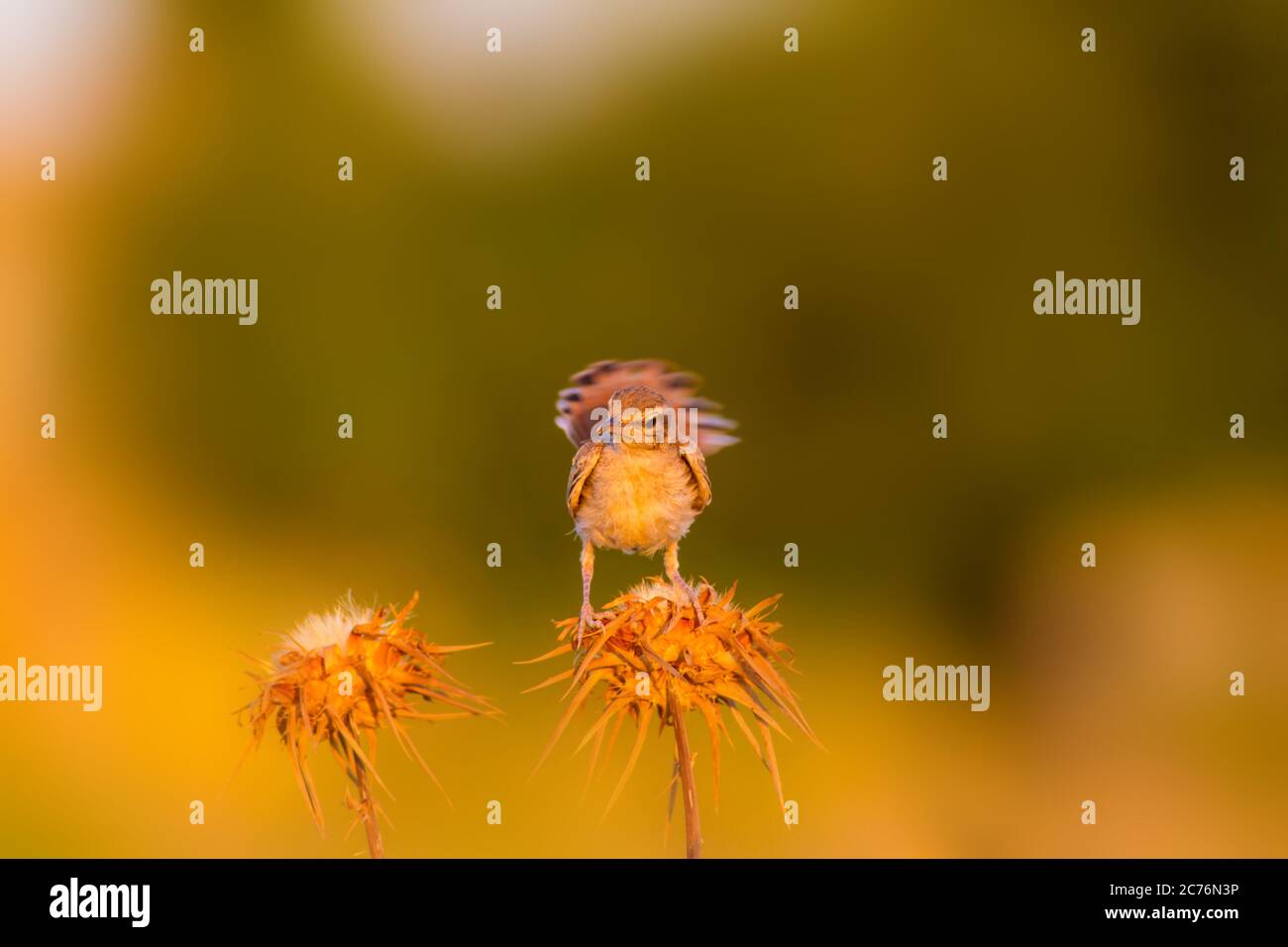 Scrub Robin. Bird: Rufous tailed Scrub Robin. Cercotrichas galactotes ...