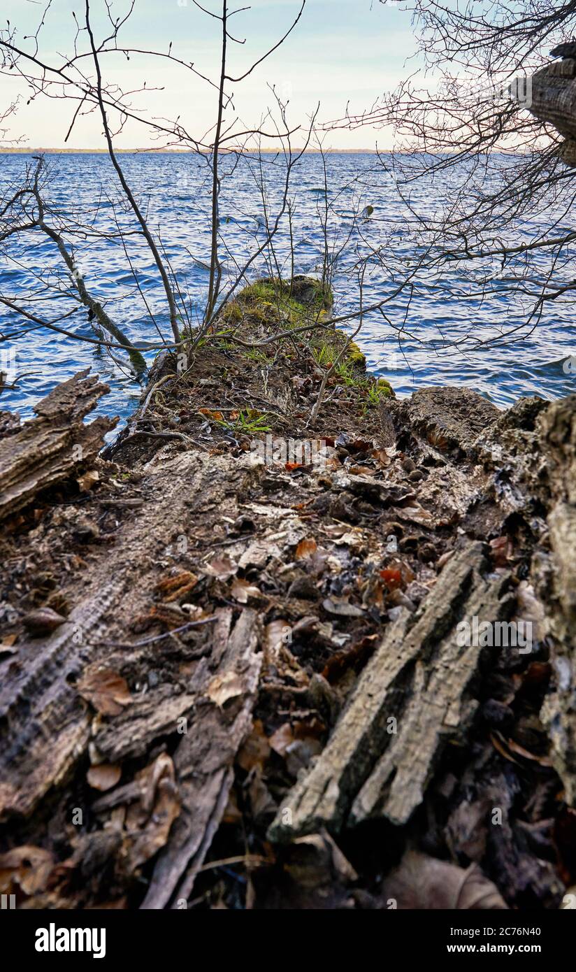 Moss grows on a tree that has fallen into the water Stock Photo - Alamy