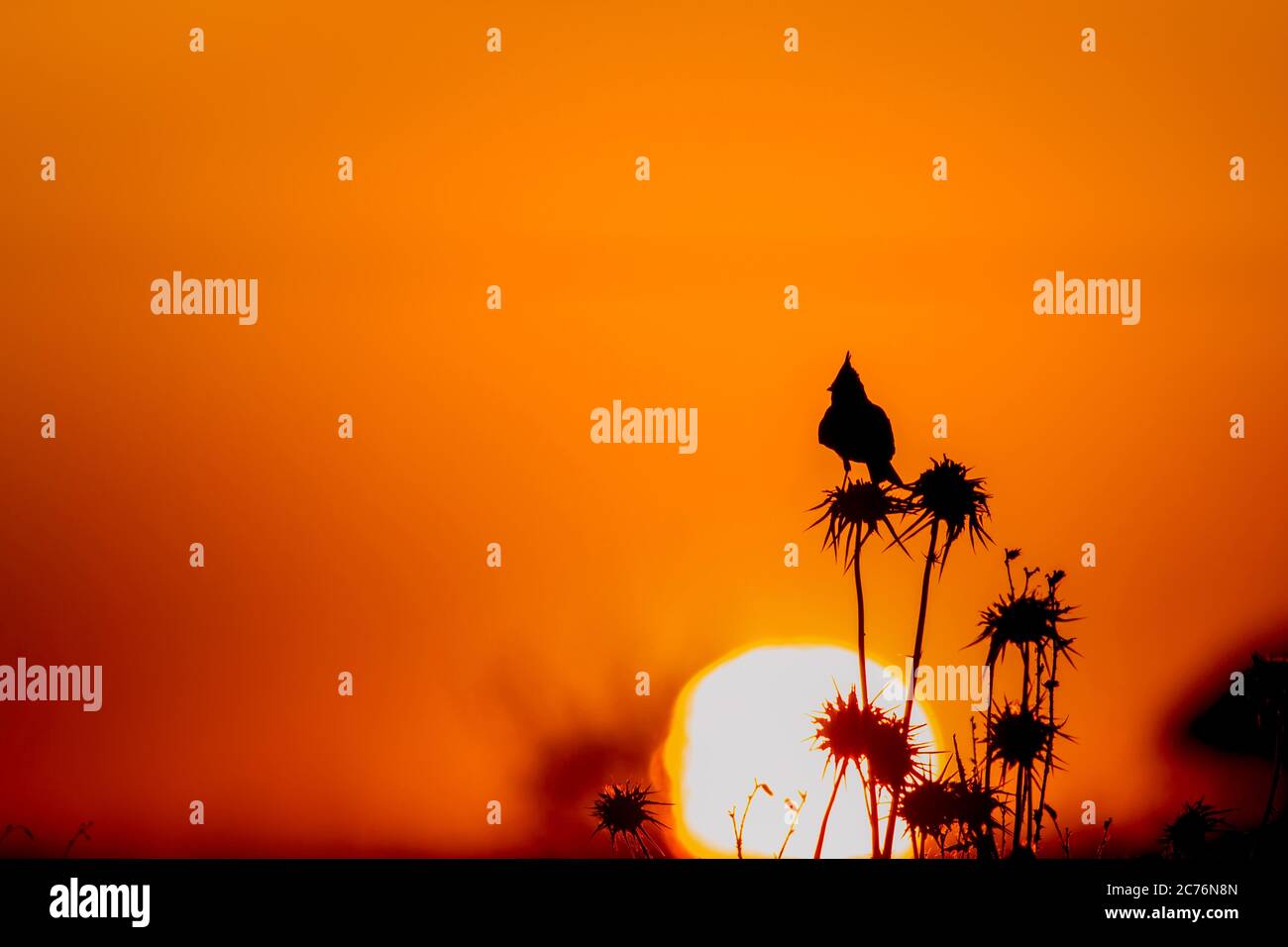 Singing bird. Sunset nature background Stock Photo - Alamy