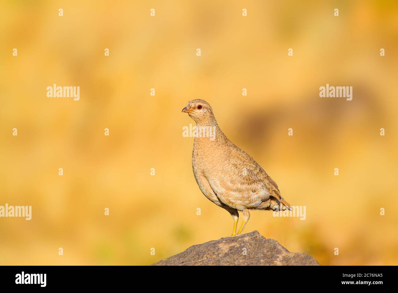 Cute yellow Partridge. Yellow nature background. Bird: See see ...