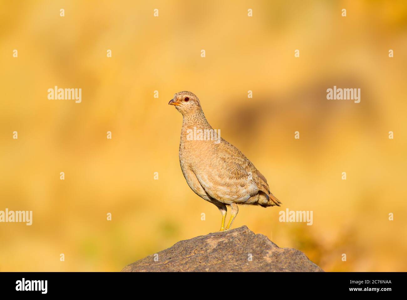 Cute yellow Partridge. Yellow nature background. Bird: See see ...