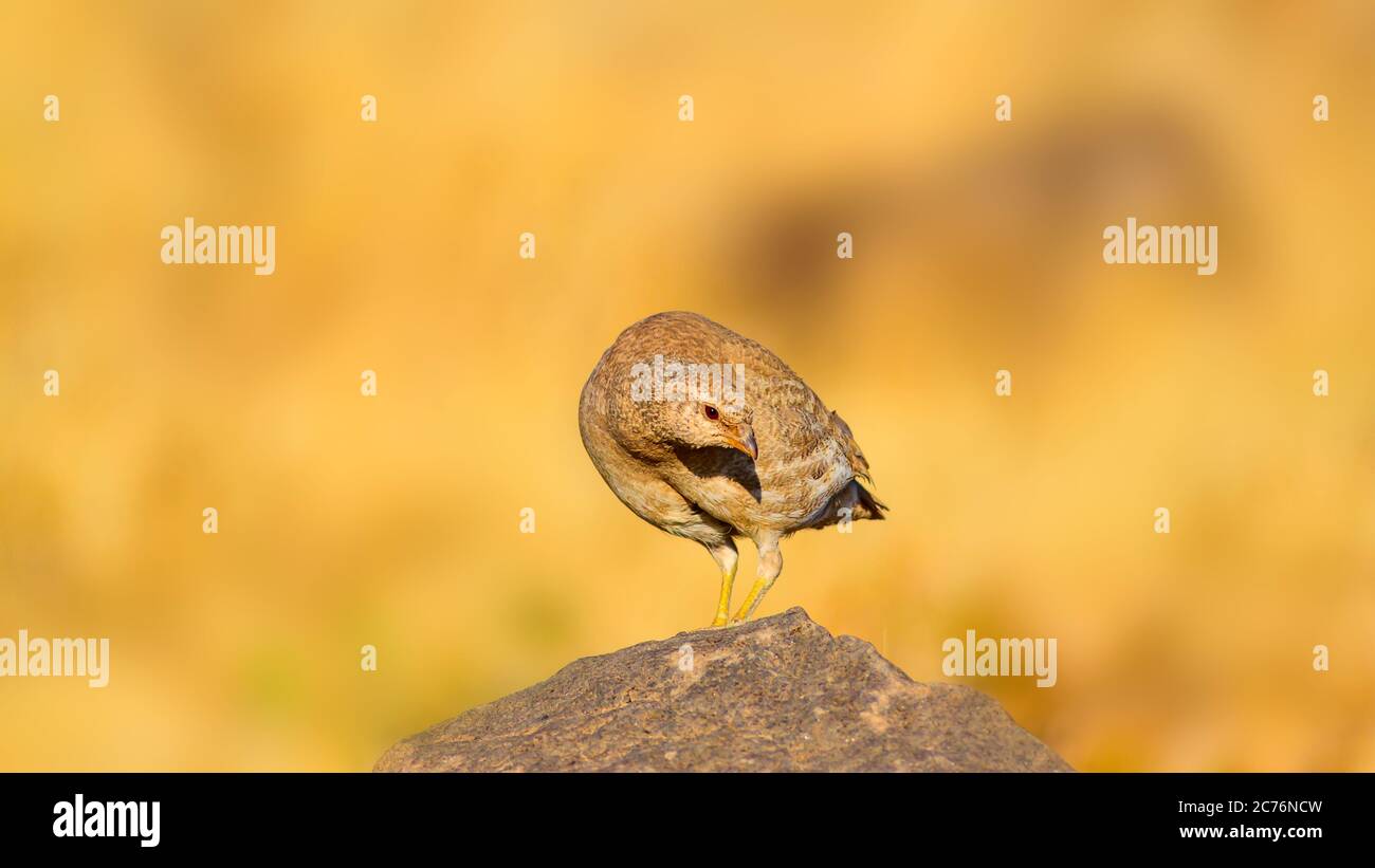 Cute yellow Partridge. Yellow nature background. Bird: See see ...