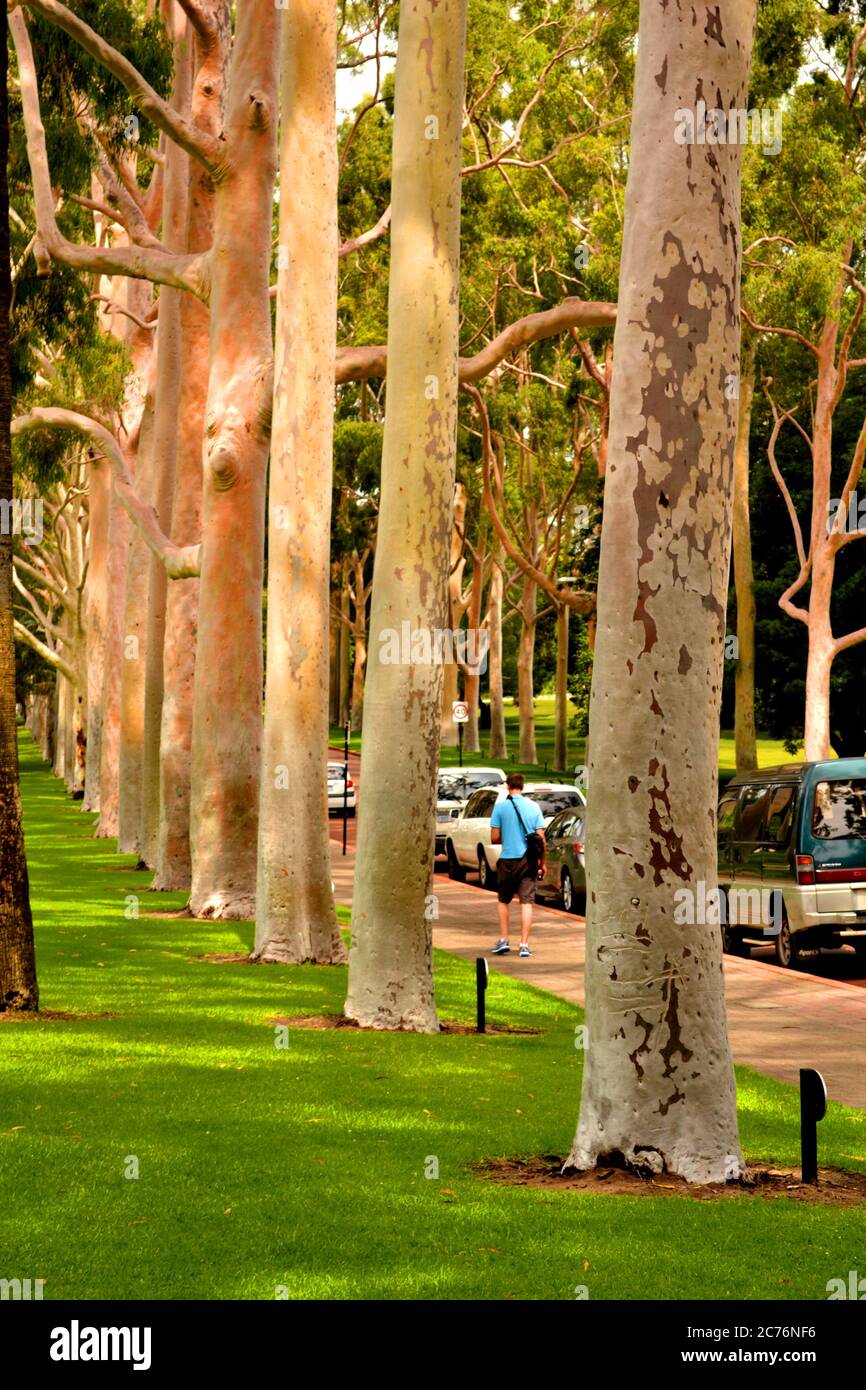 Aligned trees in an urban park, Perth, Australia Stock Photo - Alamy