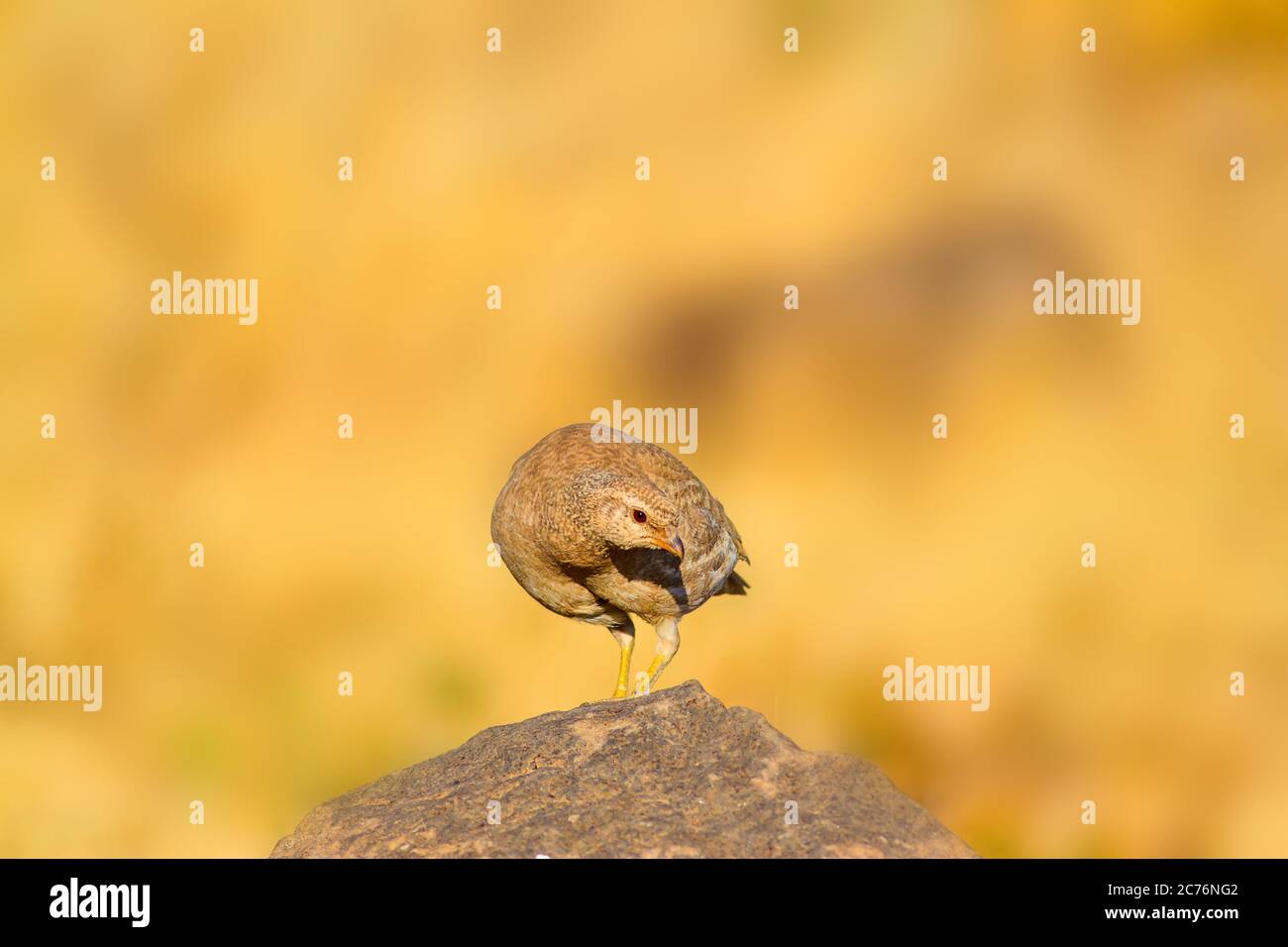 Cute yellow Partridge. Yellow nature background. Bird: See see ...