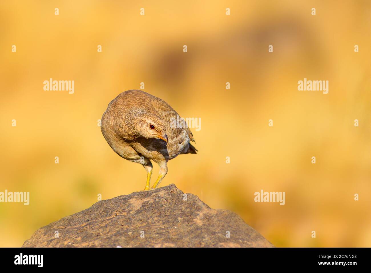 Cute yellow Partridge. Yellow nature background. Bird: See see ...